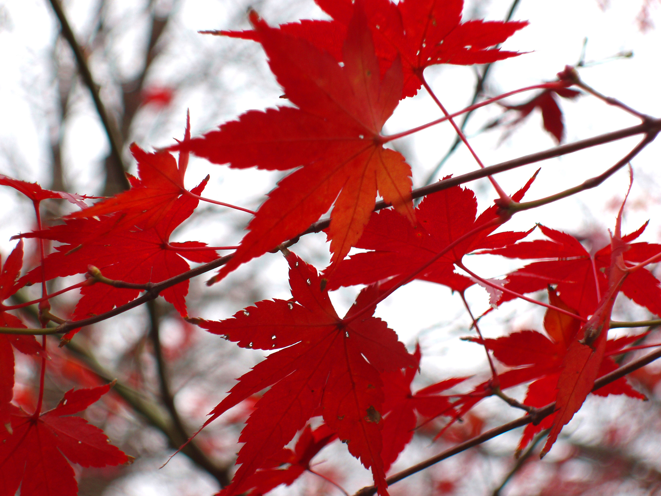 Autumn Maple Desktop Wallpaper | iskin.co.uk
